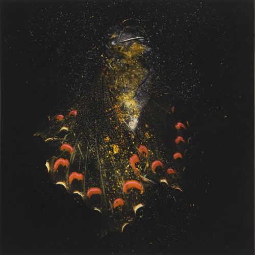Insecticide 28 By Mat Collishaw Printed Editions