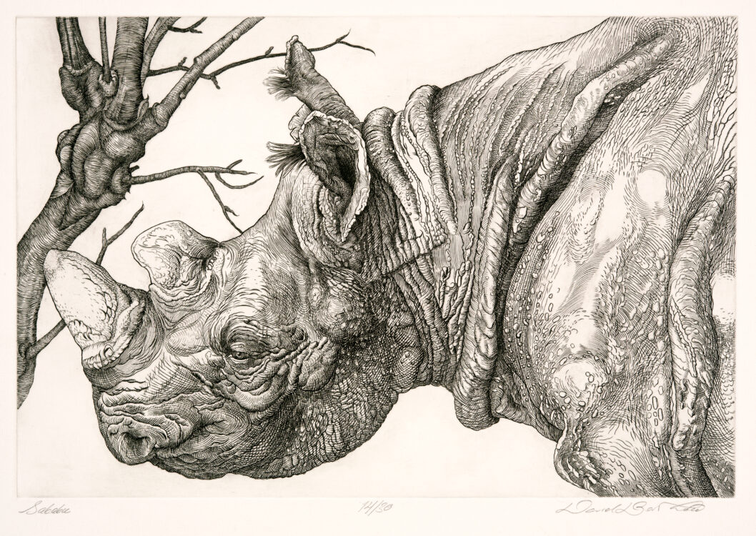 Melissa Miller Prints For Sale - Printed Editions