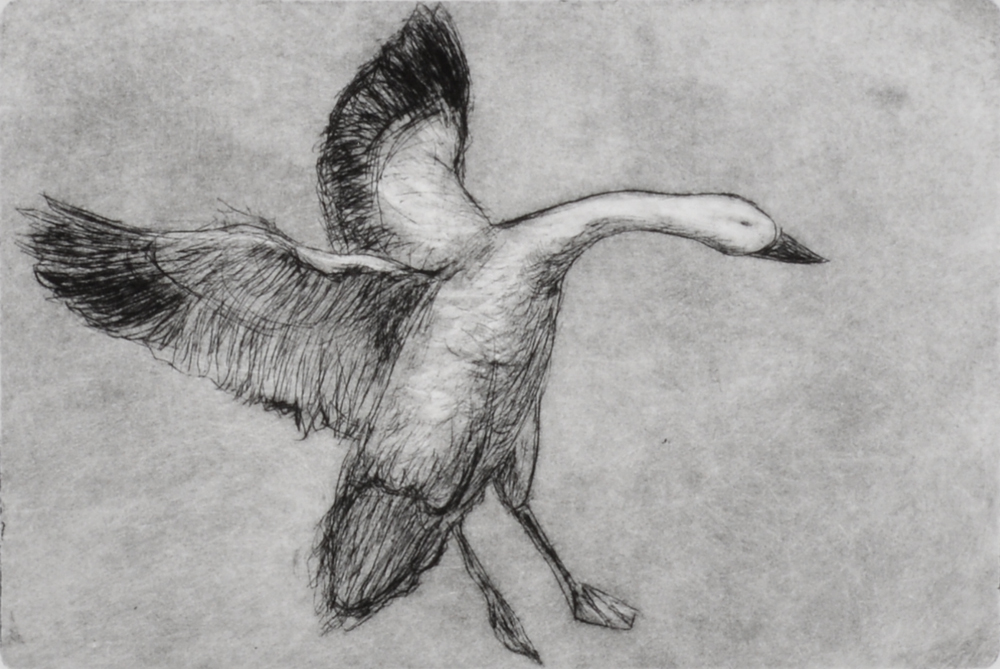 Goose by Sari Davidson | Printed Editions