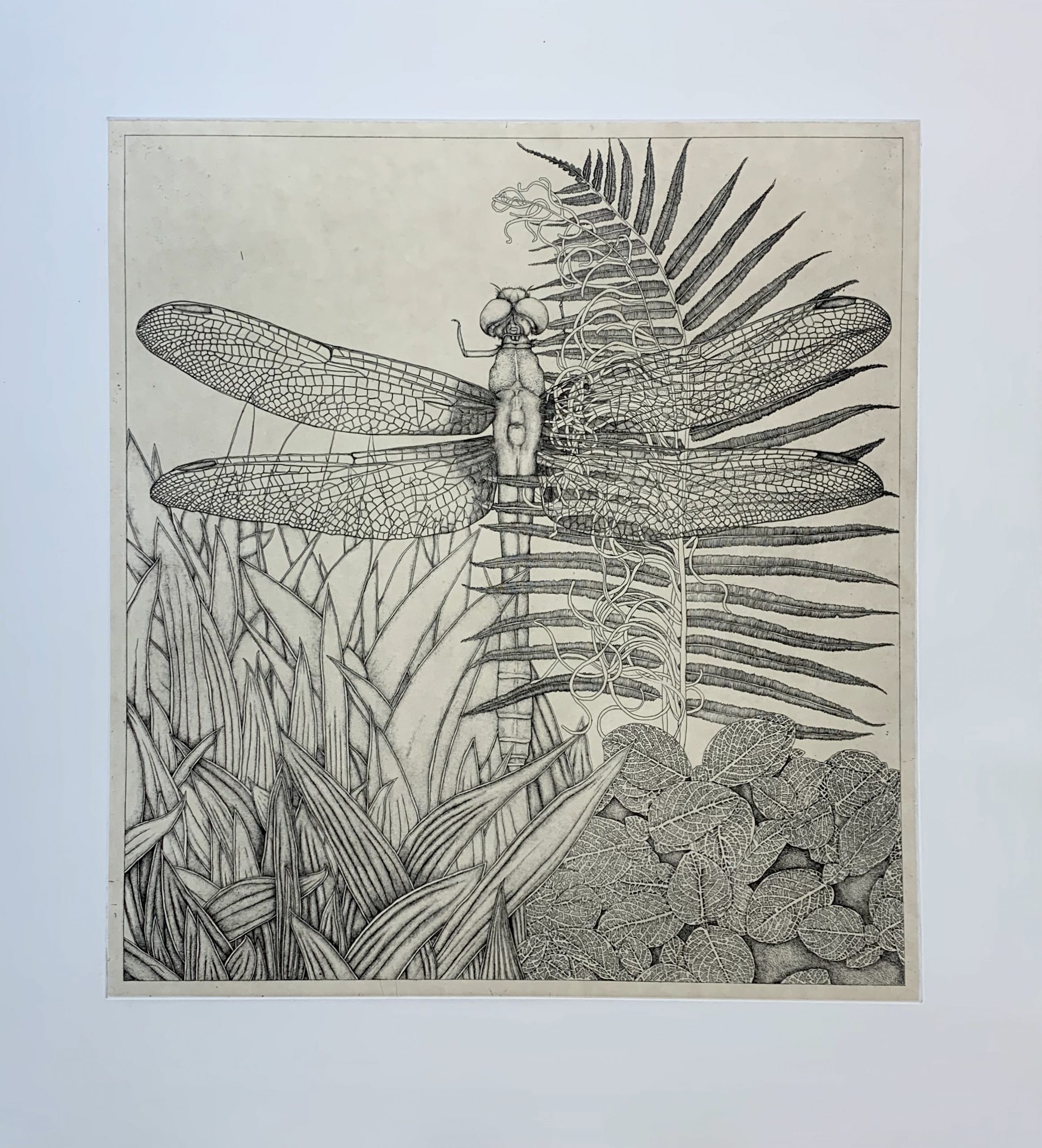 untitled (dragonfly) by George Whitman | Printed Editions
