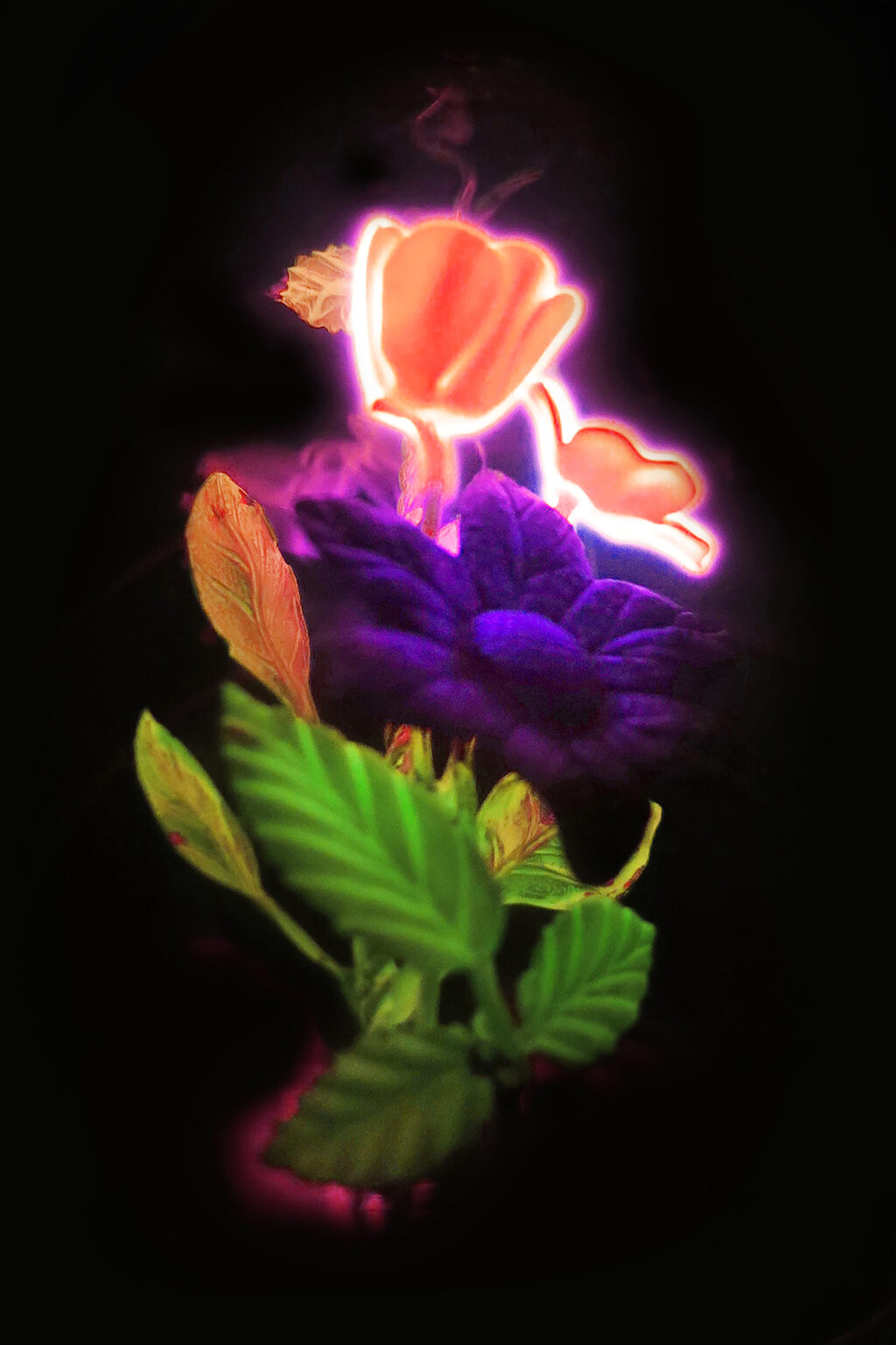 Floral Filament #1B by Gary Justis | Printed Editions