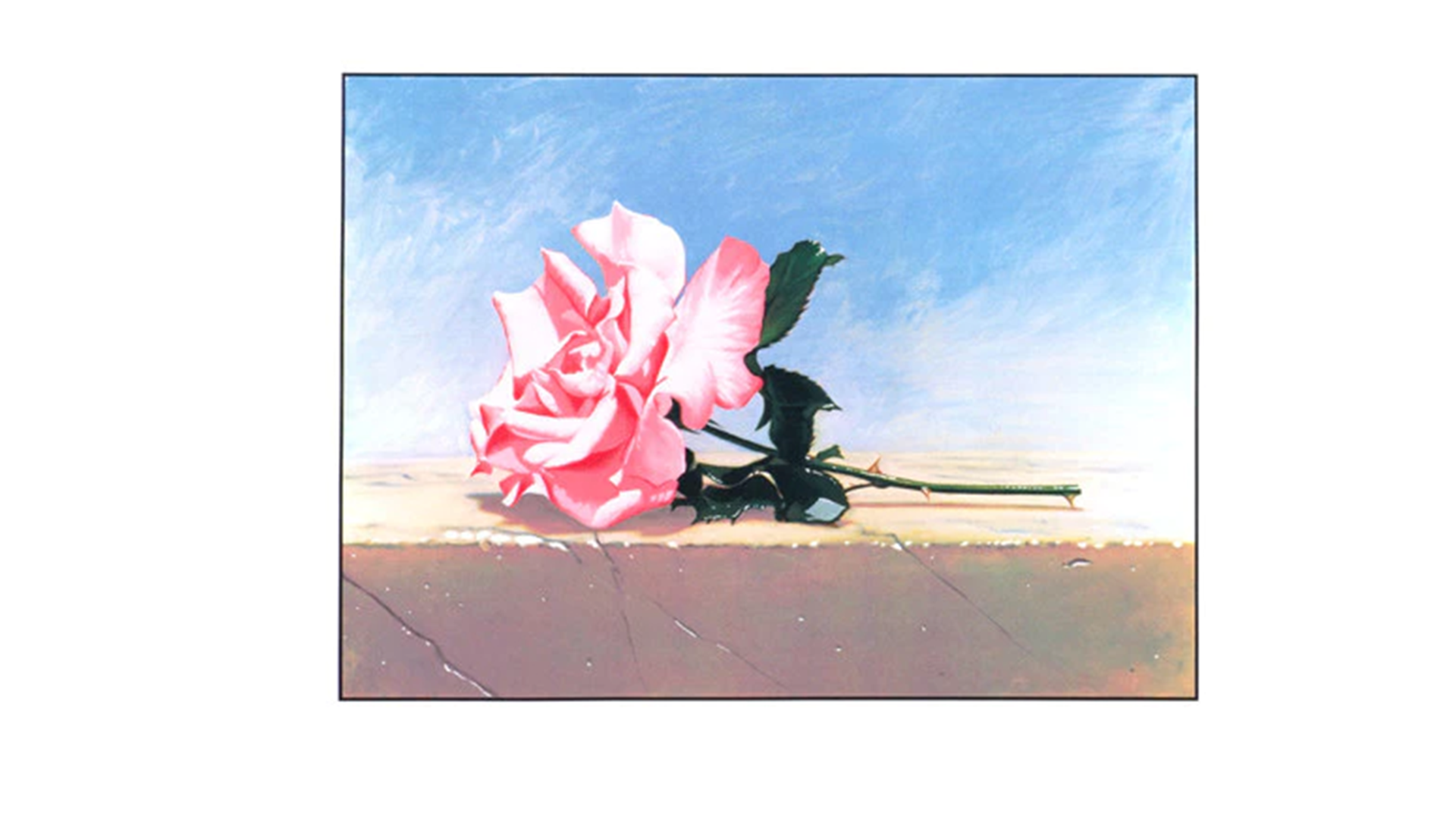 Andalusia Rose by John Kelley | Printed Editions