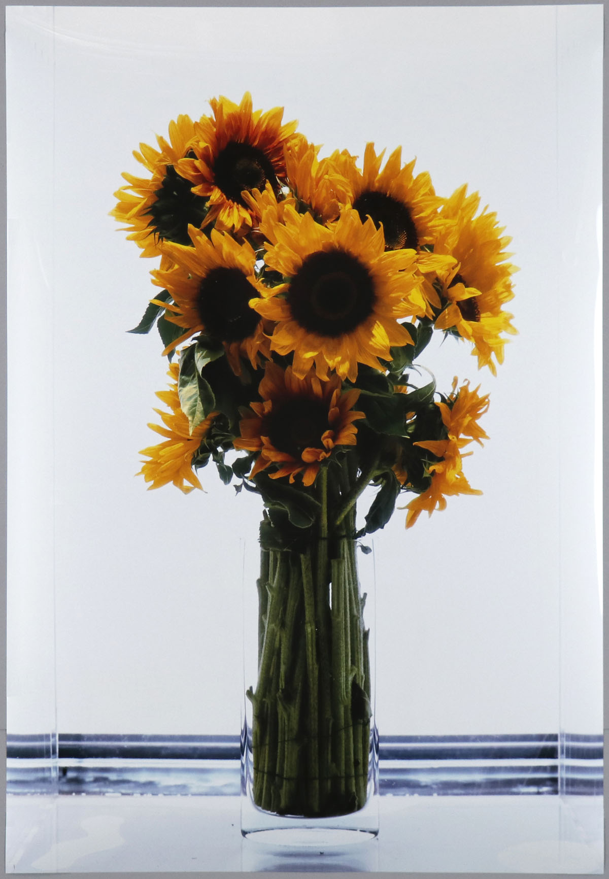 Frozen Sunflowers (Eternal Spring) by Marc Quinn | Printed Editions