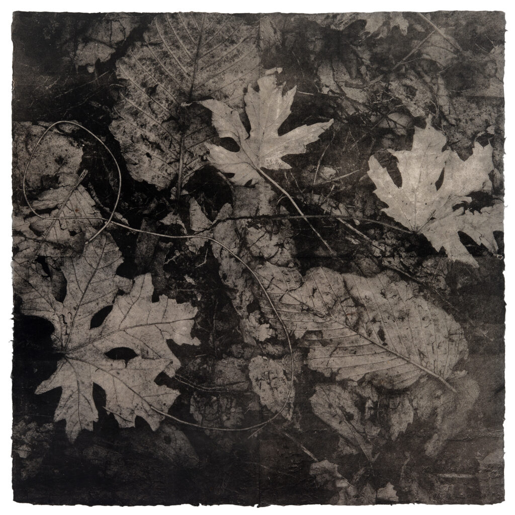 Forgotten Forest No.1 by Michael Eastman | Printed Editions