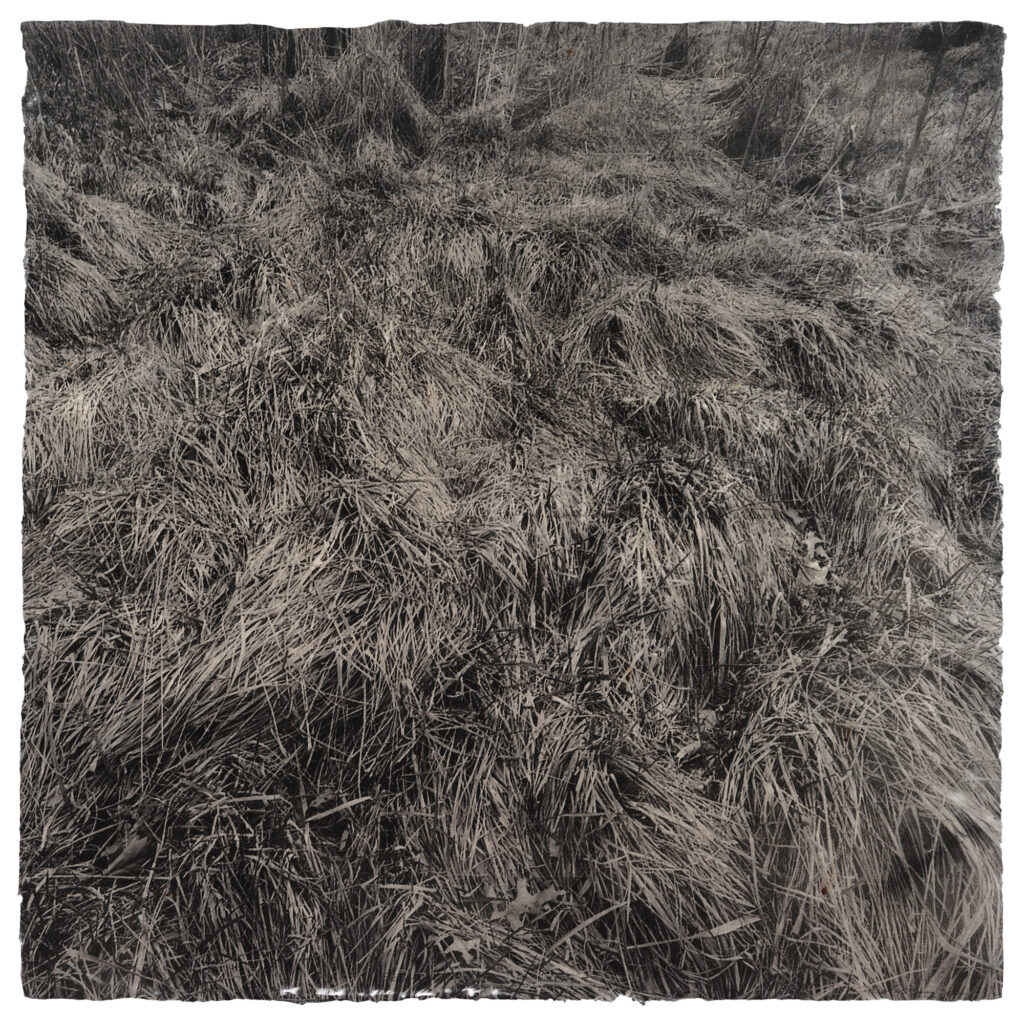 Forgotten Forest No. 3 by Michael Eastman | Printed Editions